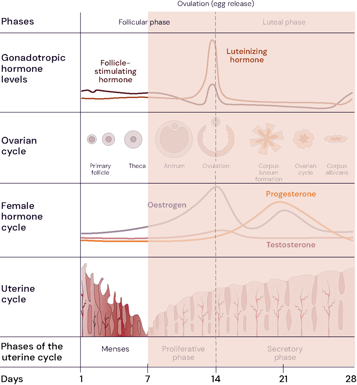 ovarian cycle graph